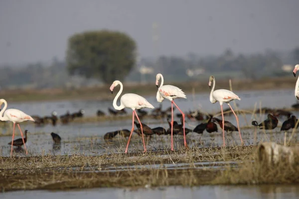 Beautiful Flamingo Back Water Wall Mounting Flamingo Bird Background ...