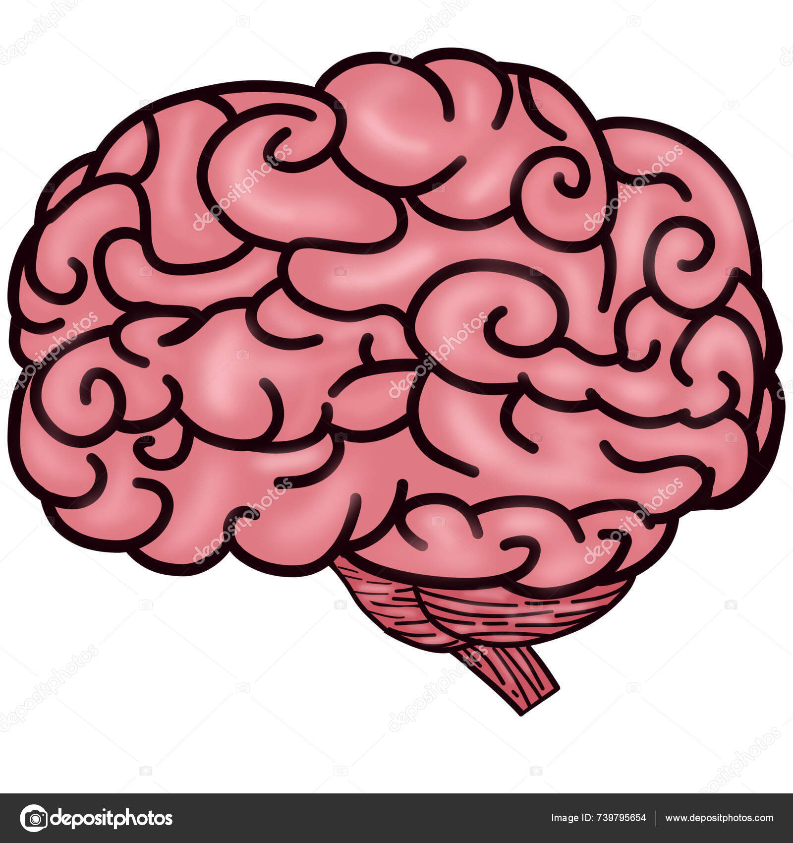 Brain Responsible Controlling Directing Movement Behavior Homeostasis ...