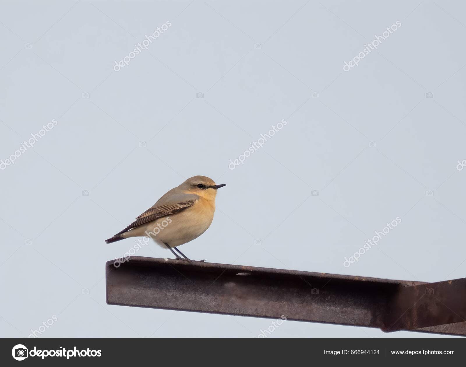 Northern Wheatear Flight Blue Sky — Stock Photo © NatureTron #666944124