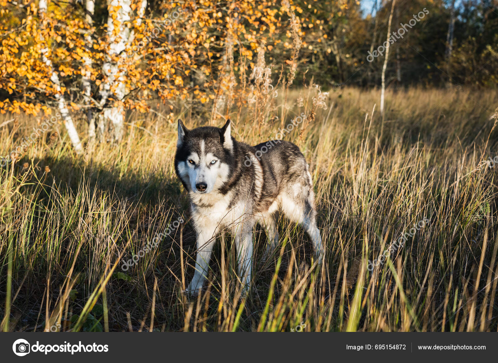 Siberian Husky Dog Multi Colored Eyes Autumn Forest Side View — Stock ...