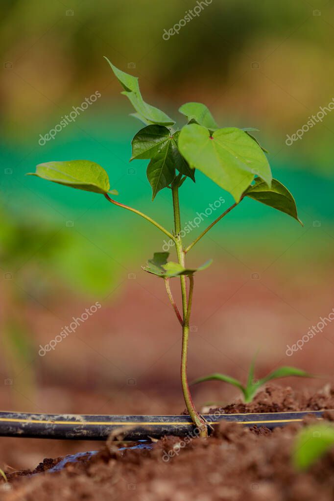 India agricultura algodón bebé árbol, pequeña planta crecer en granja 2024