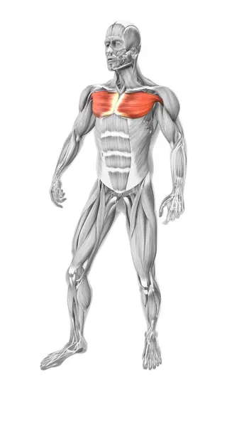 Muscle anatomy Stock Photos, Royalty Free Muscle anatomy Images ...