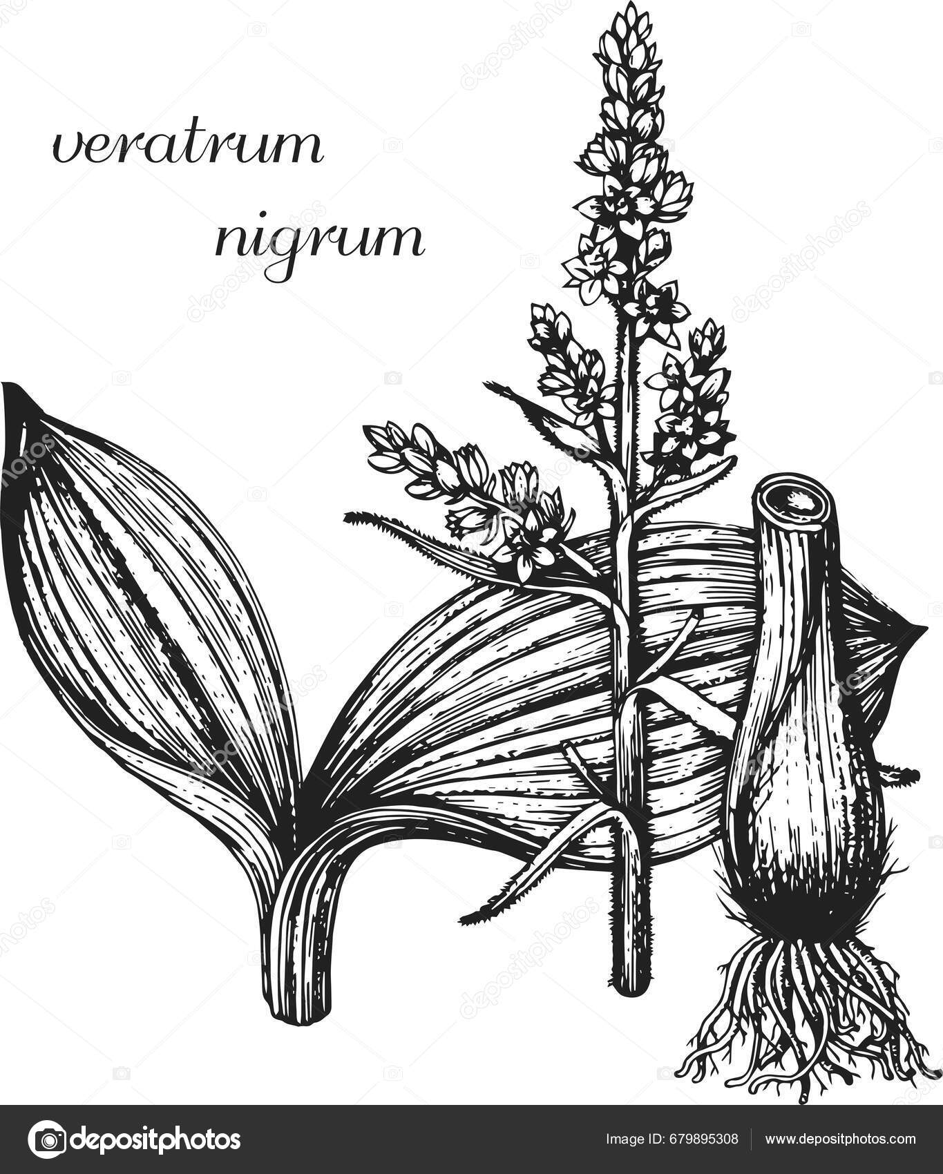 Veratrum Nigrum Hellebore Medicinal Plant Medicinal Herbs Black White ...
