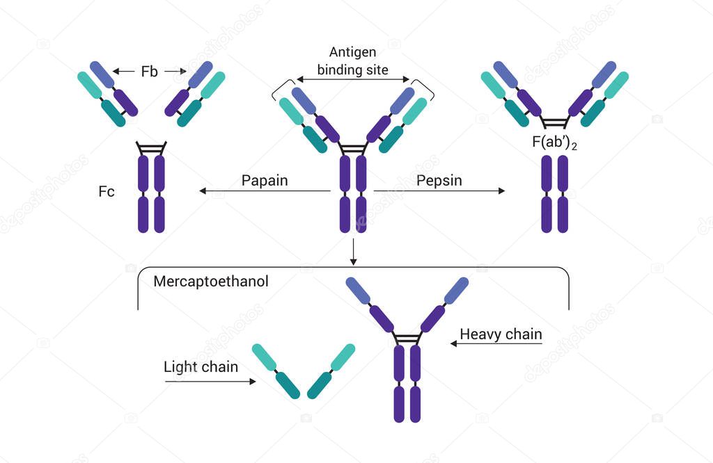 Estructura de anticuerpos de la inmunoglobulina con enzimas papaína y ...