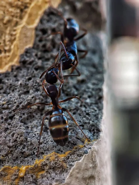 Ants on pipes Stock Photos, Royalty Free Ants on pipes Images ...