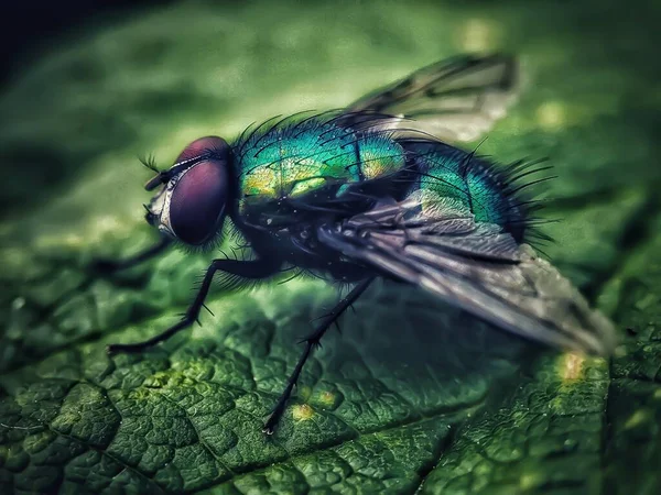 Magnified fly Stock Photos, Royalty Free Magnified fly Images ...