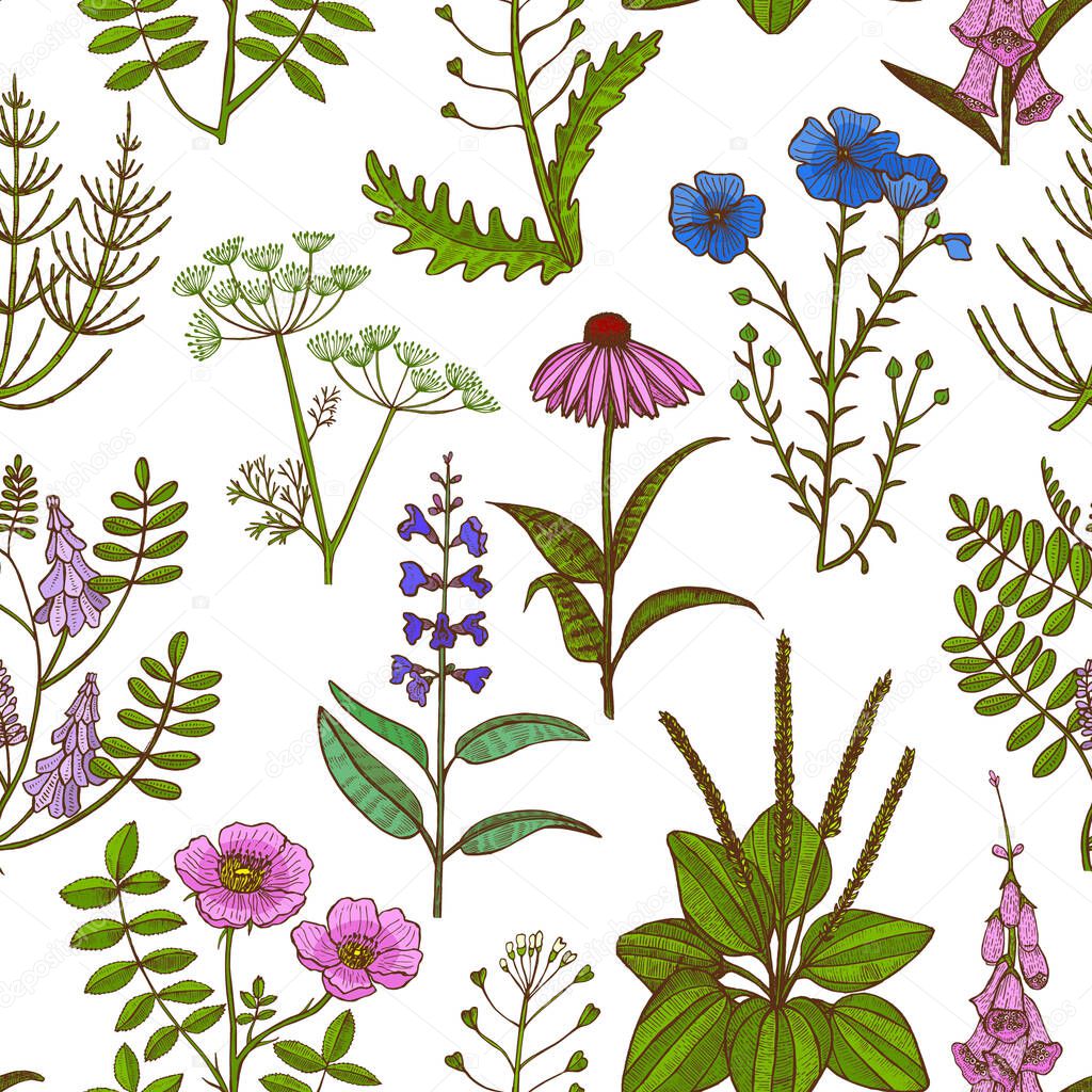 Patrón de color con plantas medicinales. Fondo floral en estilo ...