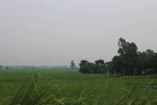 Sarson khet Stock Photos, Royalty Free Sarson khet Images | Depositphotos