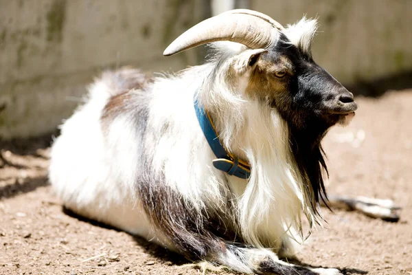 Old goat Stock Photos, Royalty Free Old goat Images | Depositphotos