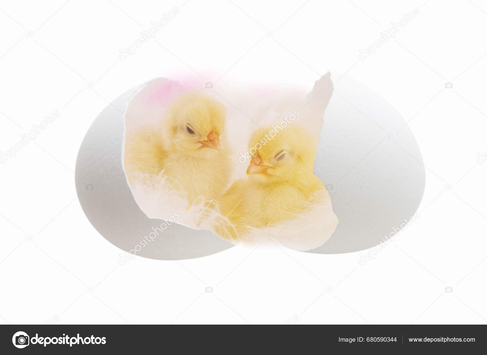 Chicken Egg Shell — Stock Photo © Paylessimages #680590344 Chicken Egg Shell — Stock Photo © Paylessimages #680590344