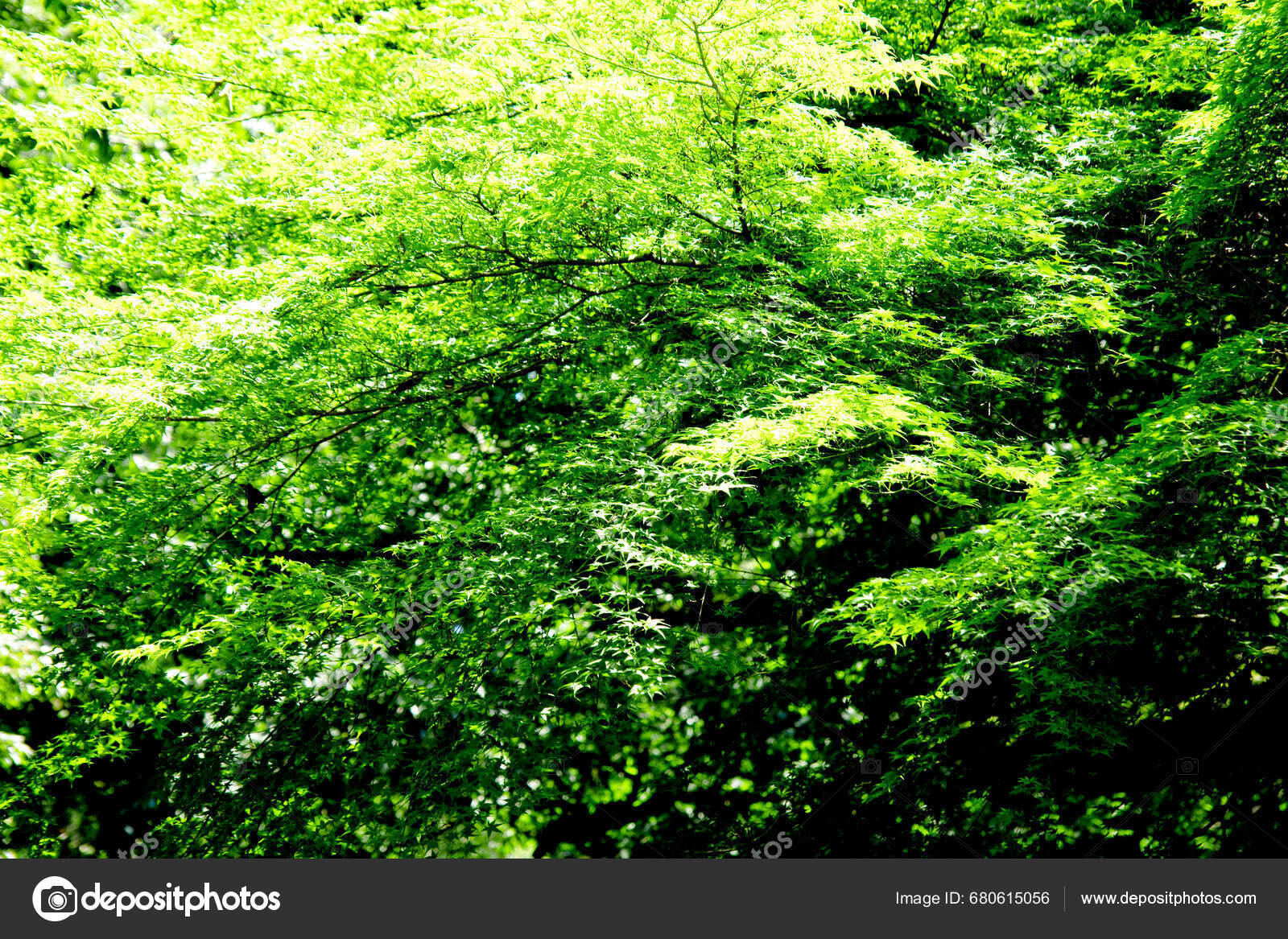Green Leaves Trees Nature Background — Stock Photo © Paylessimages ...