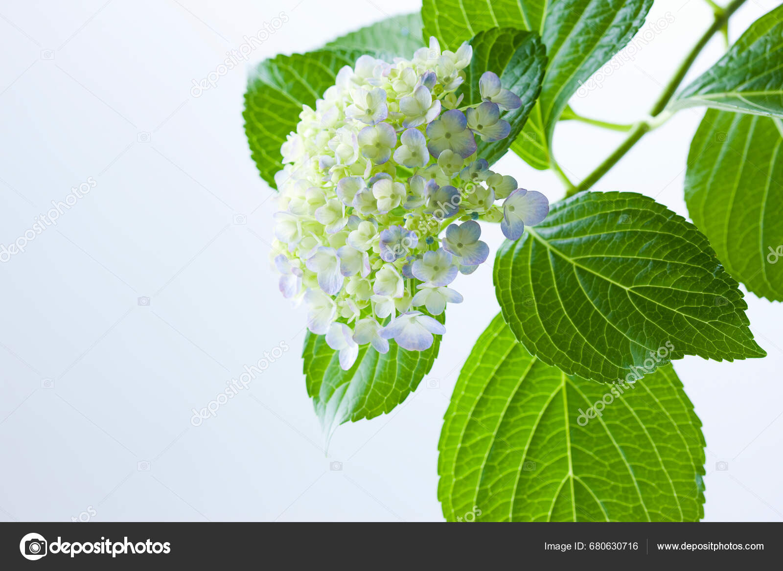 White Flowers Hydrangea White Background — Stock Photo © Paylessimages ...