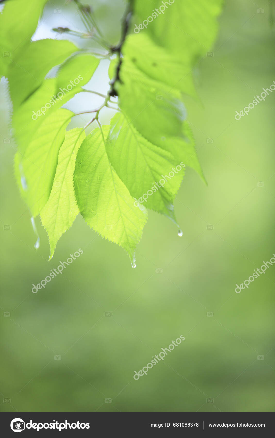 Beautiful Leaves Branches Tree Nature Stock Photo by ©Paylessimages ...