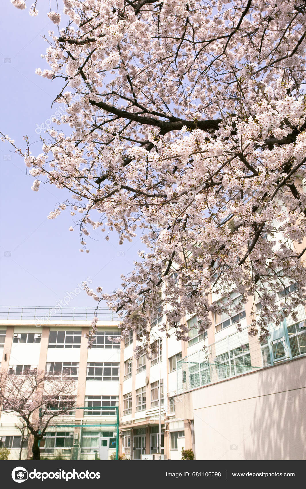 Modern Building School Windows Sakura Japan — Stock Photo ...