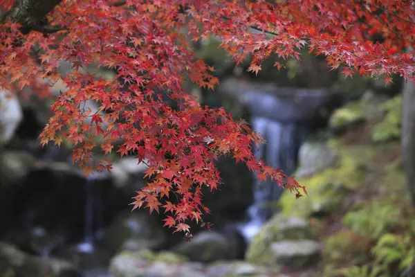 Japanese maple with waterfall Stock Photos, Royalty Free Japanese maple ...