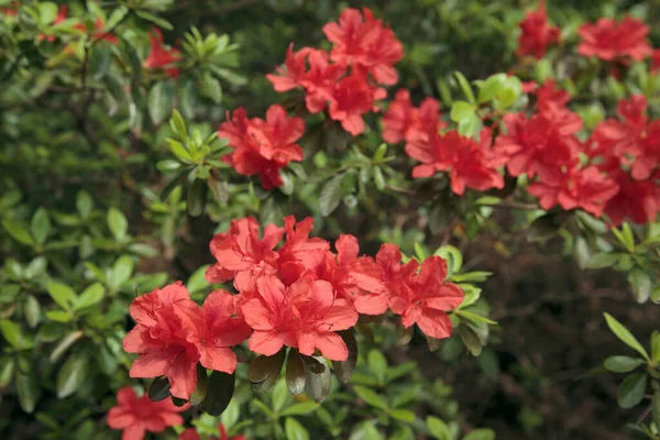 Japanese azaleas Stock Photos, Royalty Free Japanese azaleas Images ...