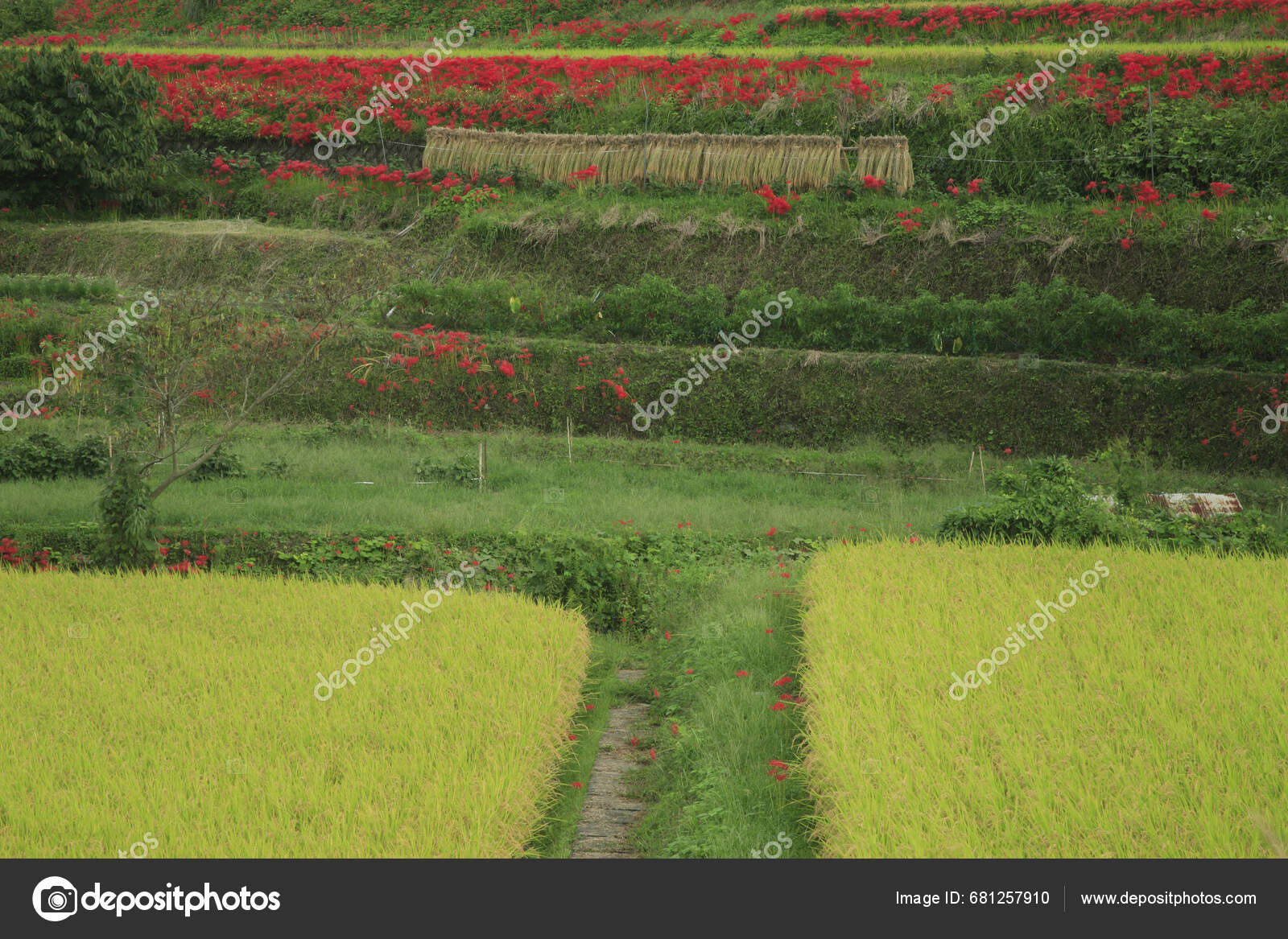 Red Rice Fields Vietnam Stock Photo by ©Paylessimages 681257910