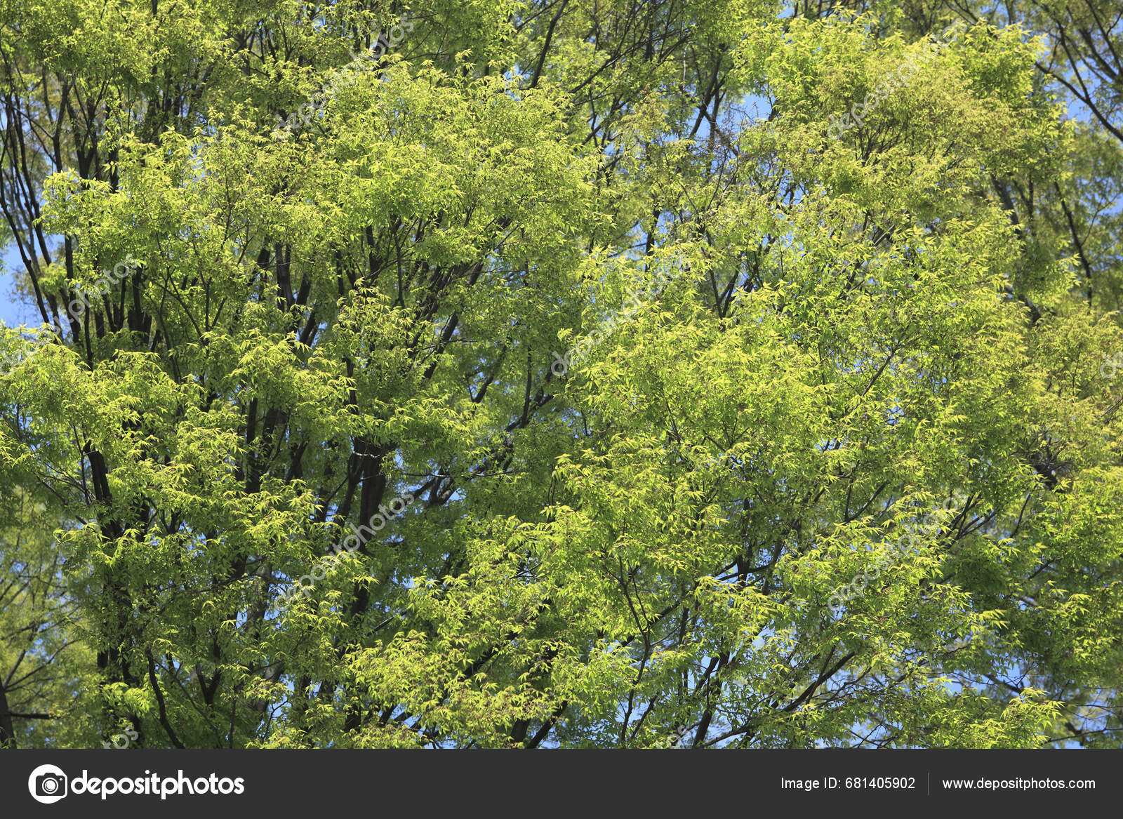 Tree Leaves Spring Time Nature Background Stock Photo by ©Paylessimages ...