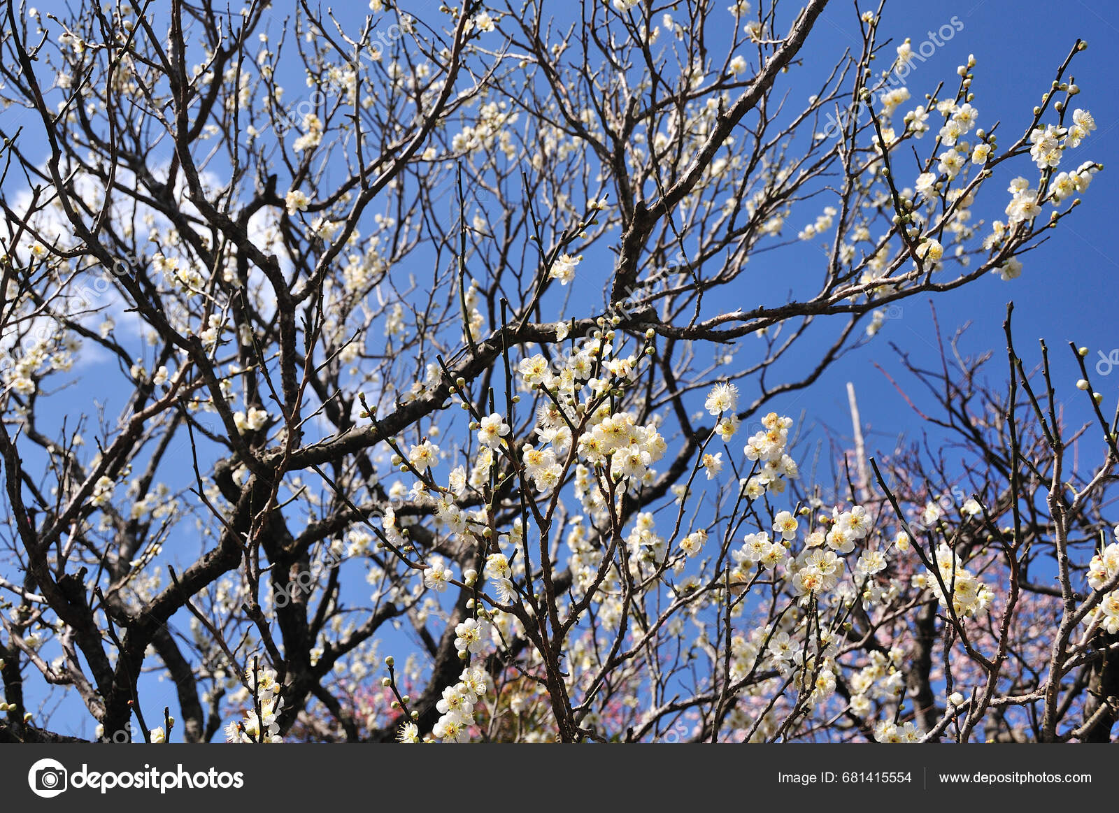 Beautiful Spring Flowers Tree Blossoms Blue Sky Background — Stock ...