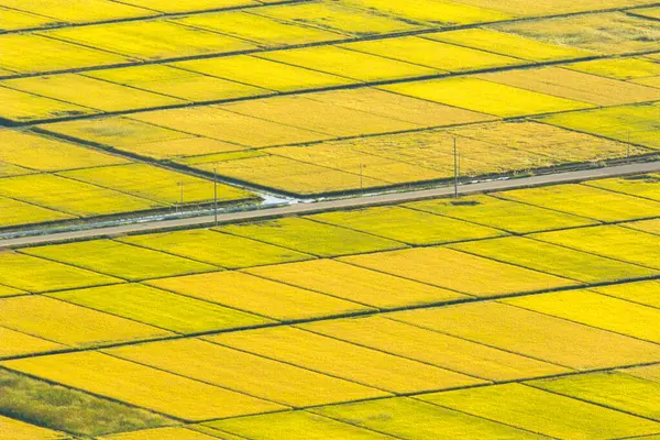 Rice Field Japan Nature Background — Stock Photo © Paylessimages #681740820