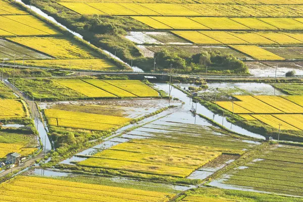 Rice Field Japan Nature Background — Stock Photo © Paylessimages #681740820