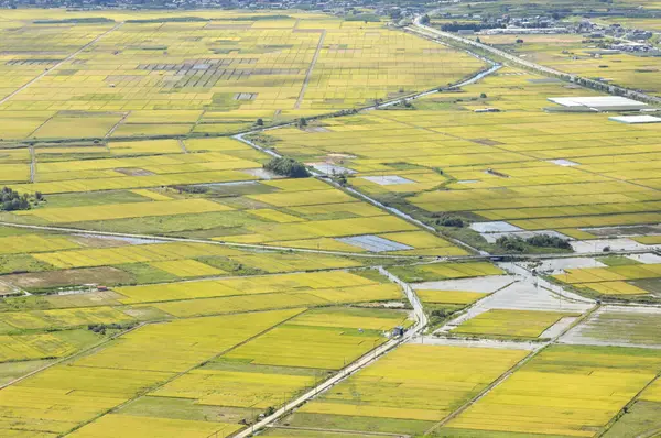 Rice Field Japan Nature Background — Stock Photo © Paylessimages #681740820
