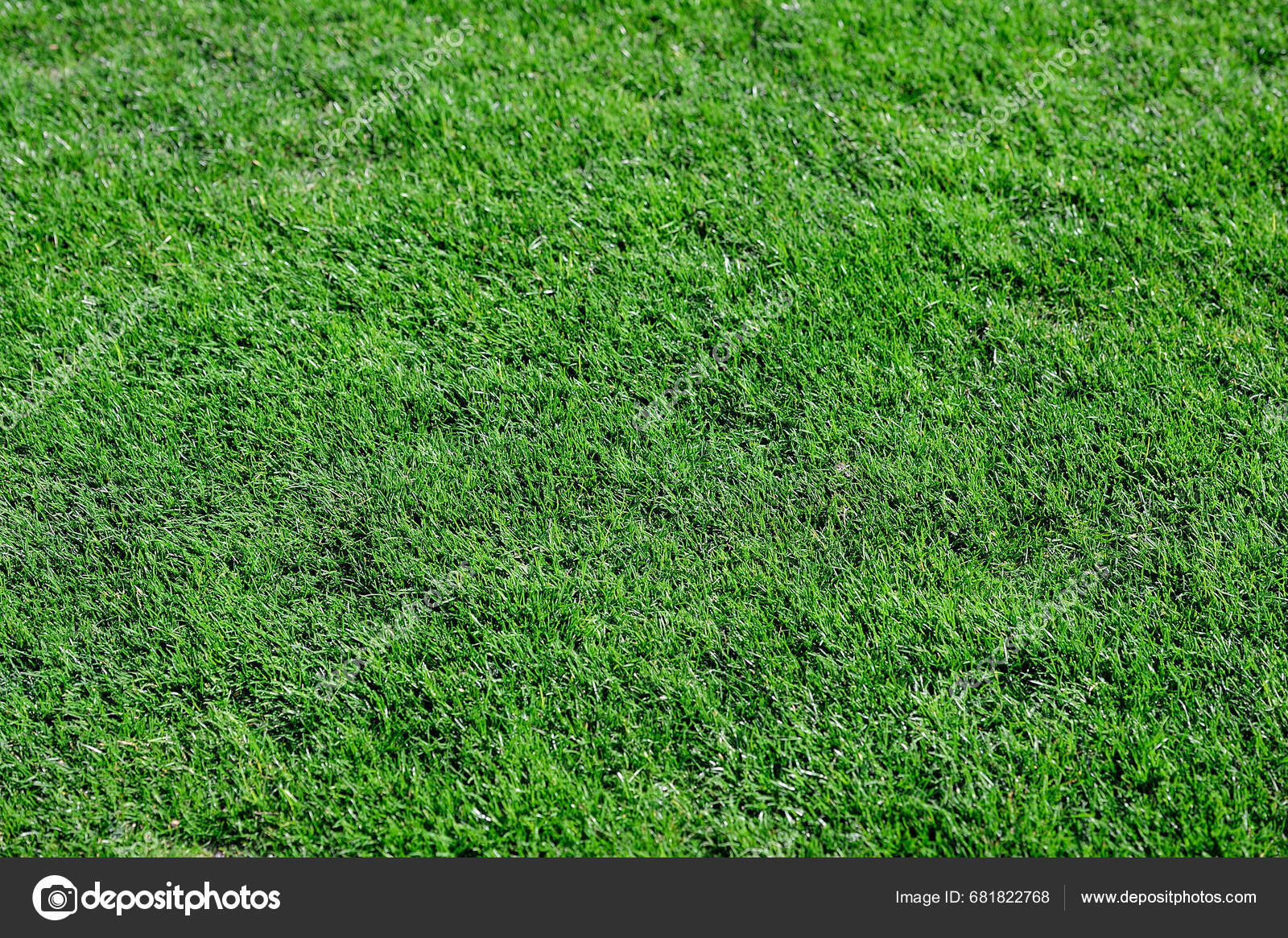 Fondo Césped Verde Textura Natural Del Césped — Foto de stock ...