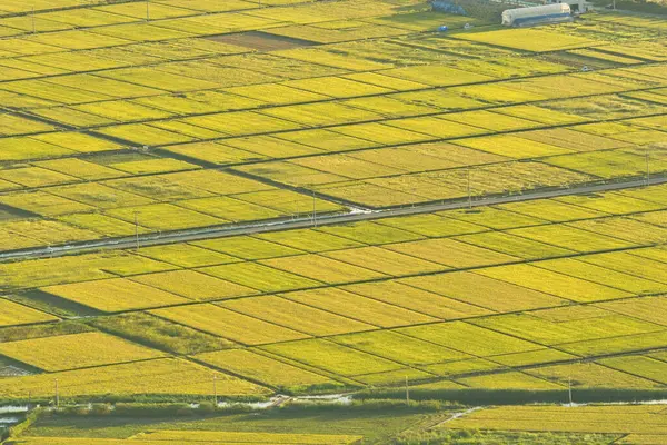 Rice Field Japan Nature Background — Stock Photo © Paylessimages #681740820