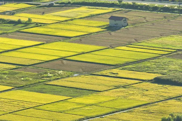 Rice Field Japan Nature Background — Stock Photo © Paylessimages #681740820