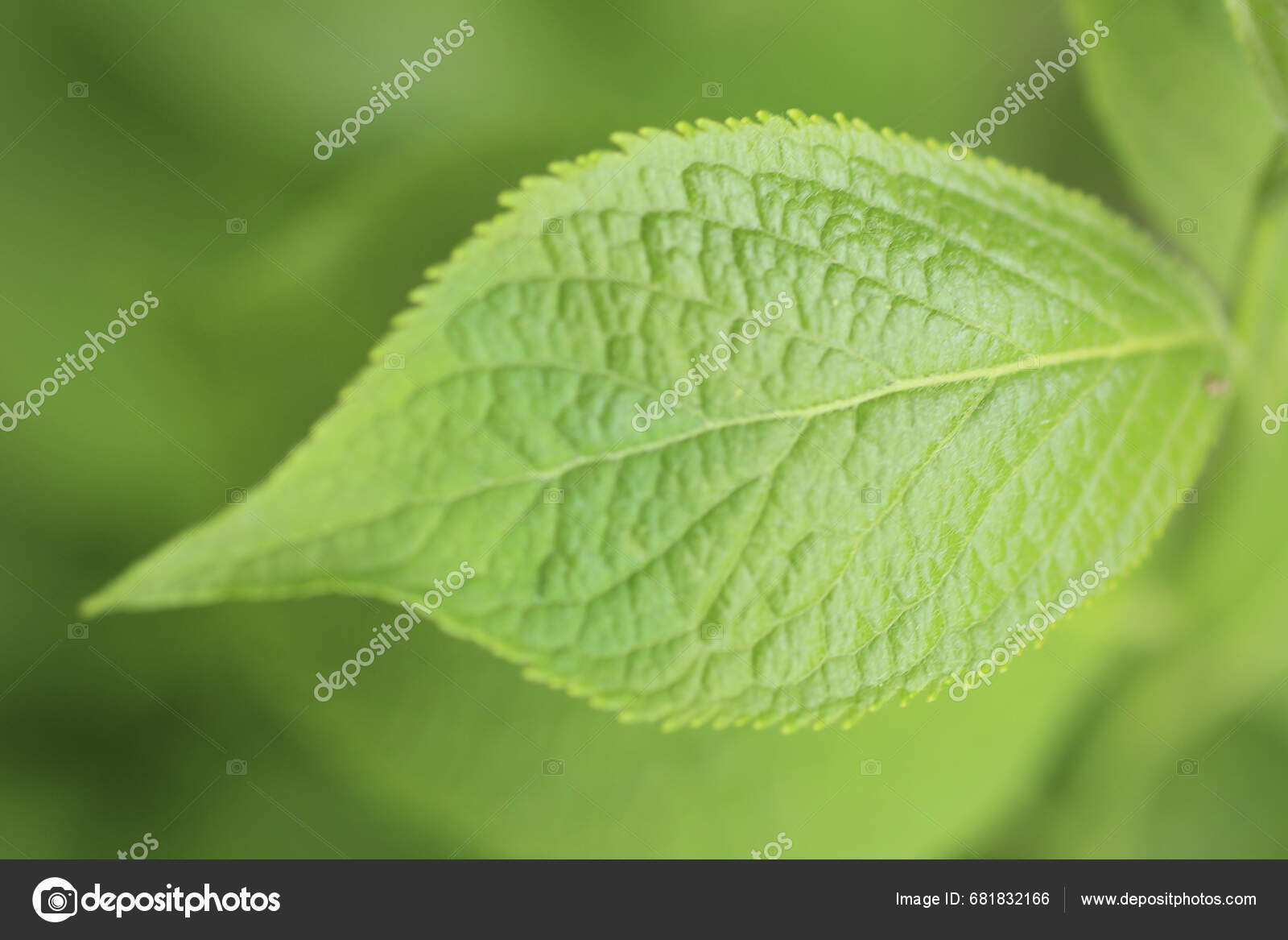 Close View Green Plant — Stock Photo © Paylessimages #681832166