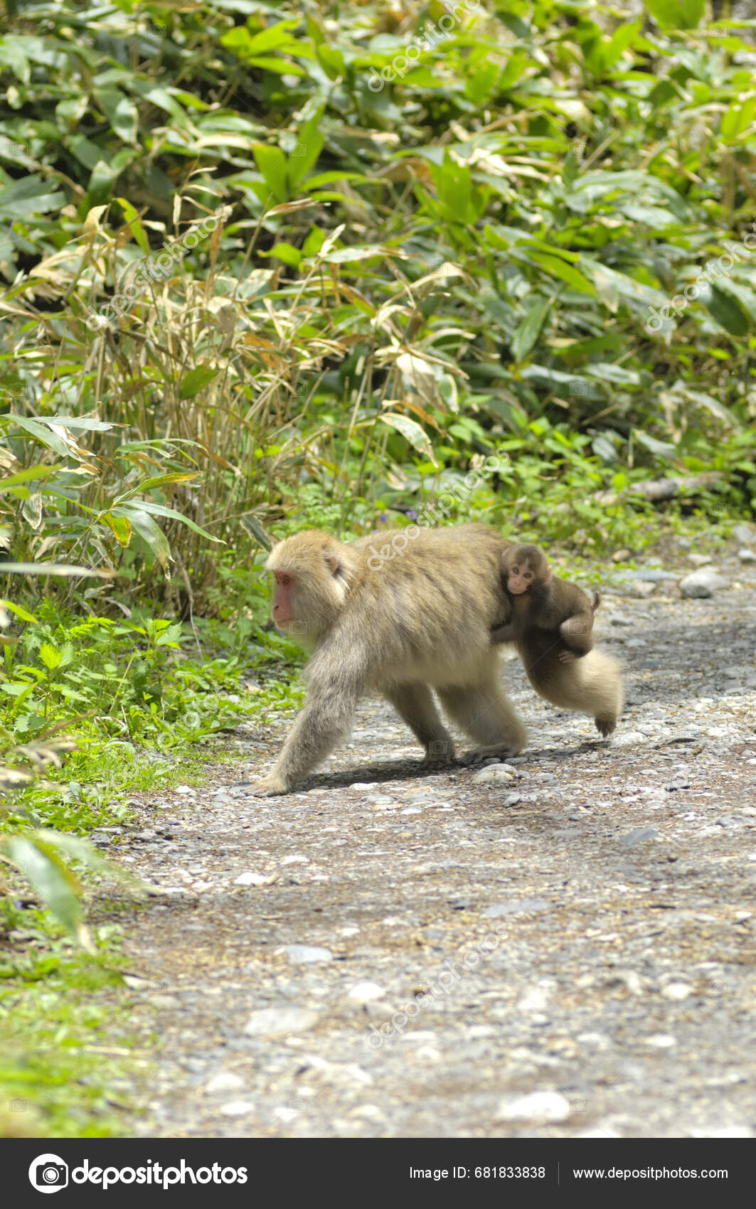 Monkey Walking Dirt Road Baby Monkey Its Back — Stock Photo ...