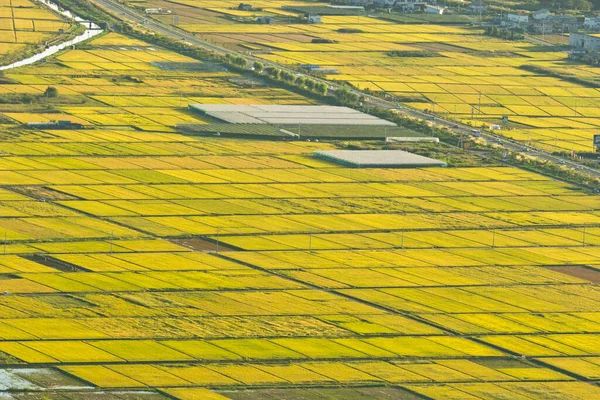 Rice Field Japan Nature Background — Stock Photo © Paylessimages #681740820