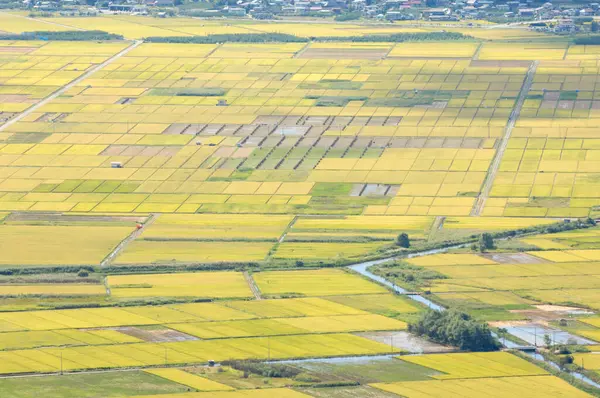 Rice Field Japan Nature Background — Stock Photo © Paylessimages #681740820