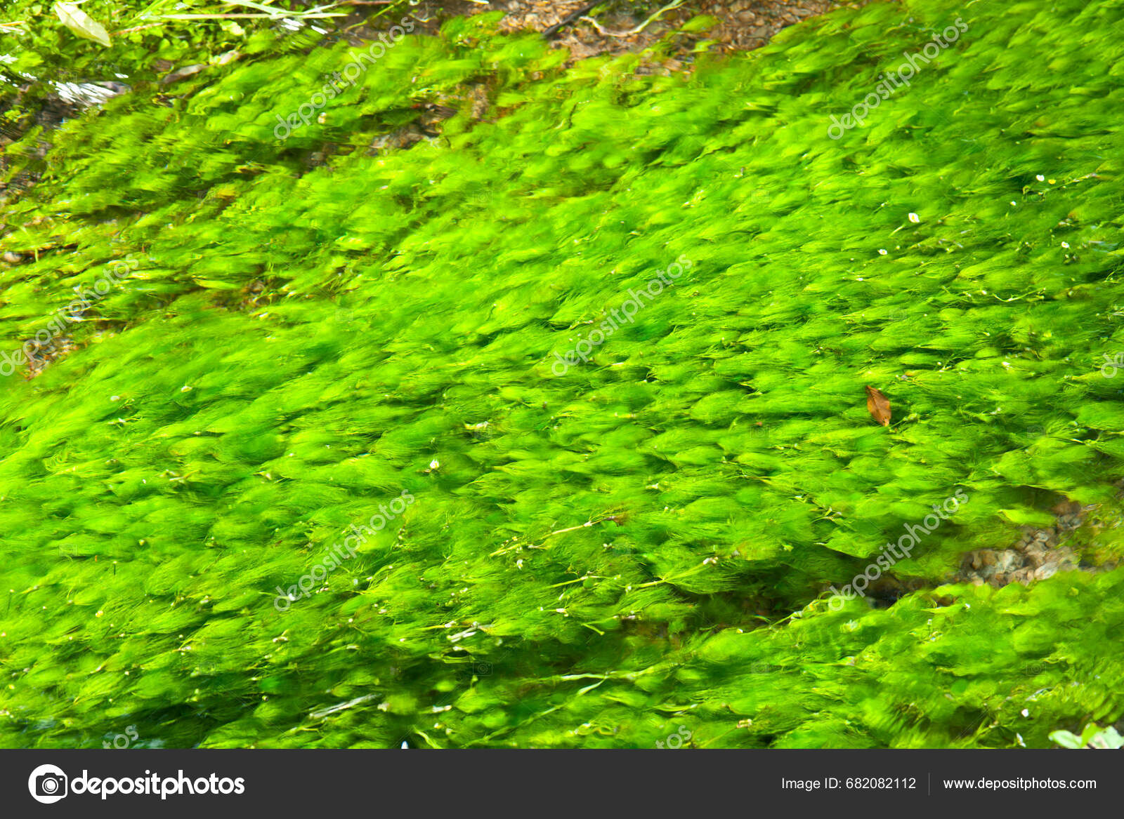 Beautiful Green Algae Water — Stock Photo © Paylessimages #682082112