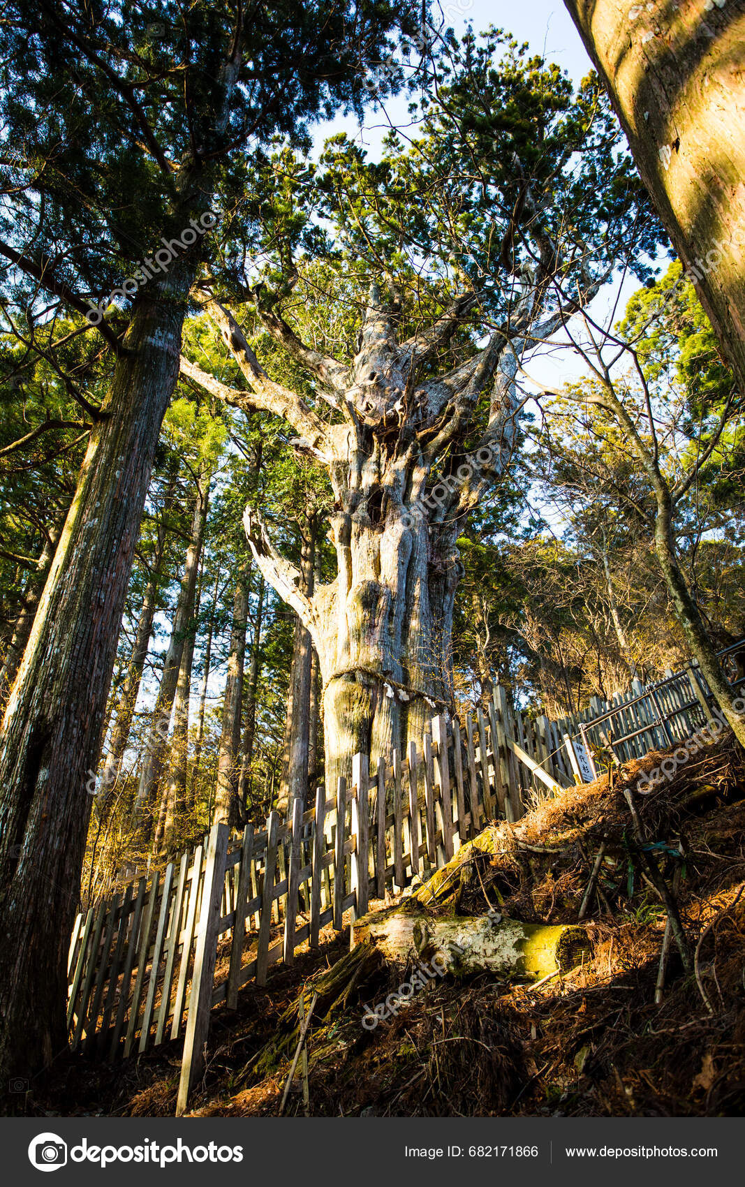 Old Cedar Tree Tamaki Shrine Totsukawa Village Nara Stock Photo by ...
