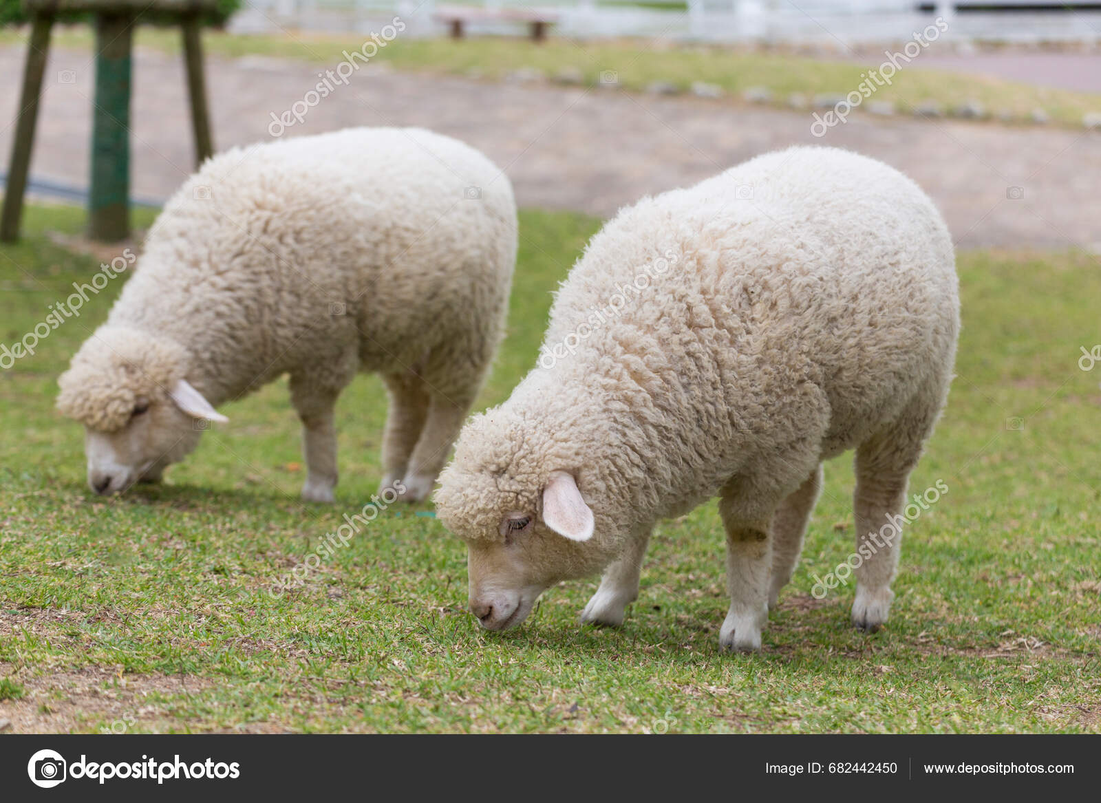 Cute Sheep Farm Nature Background — Stock Photo © Paylessimages #682442450
