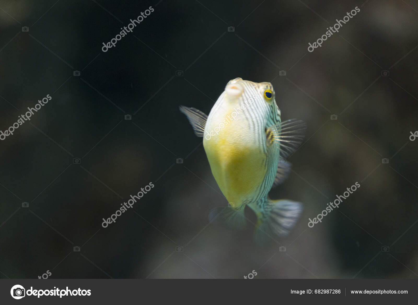 Close View Beautiful Sea Fish Swimming Aquarium — Stock Photo ...