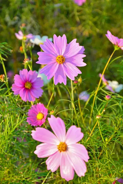 Jesienne kwiaty kosmos Stock Photos, Royalty Free Jesienne kwiaty ...