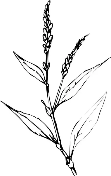 Levandule kresba Stock vektory, Royalty Free Levandule kresba Ilustrace ...