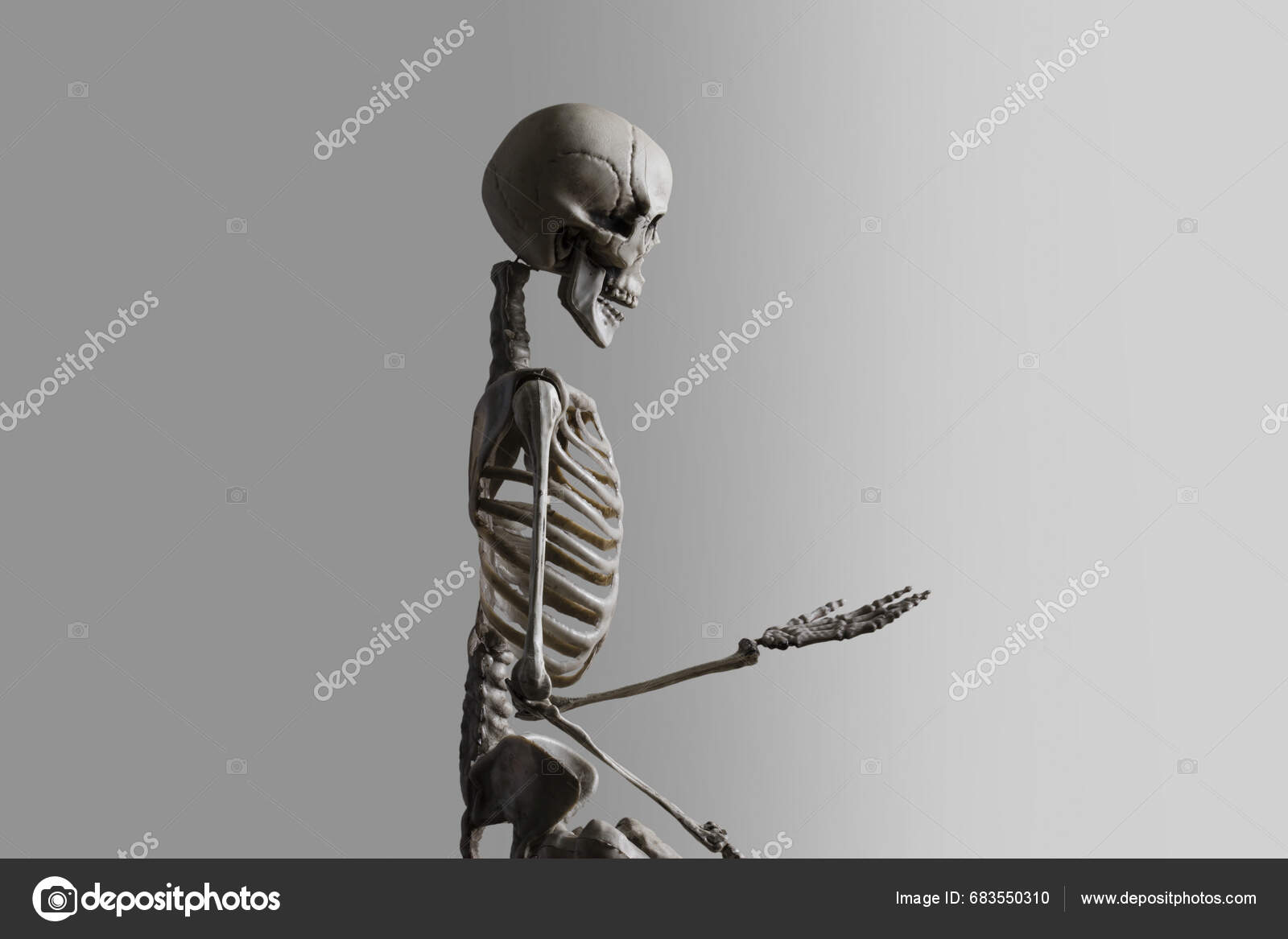 Skeleton Close View — Stock Photo © Paylessimages #683550310