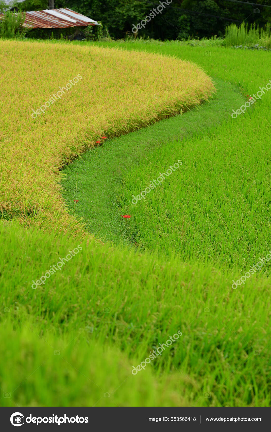Rice Field Green Grass Background — Stock Photo © Paylessimages #683566418