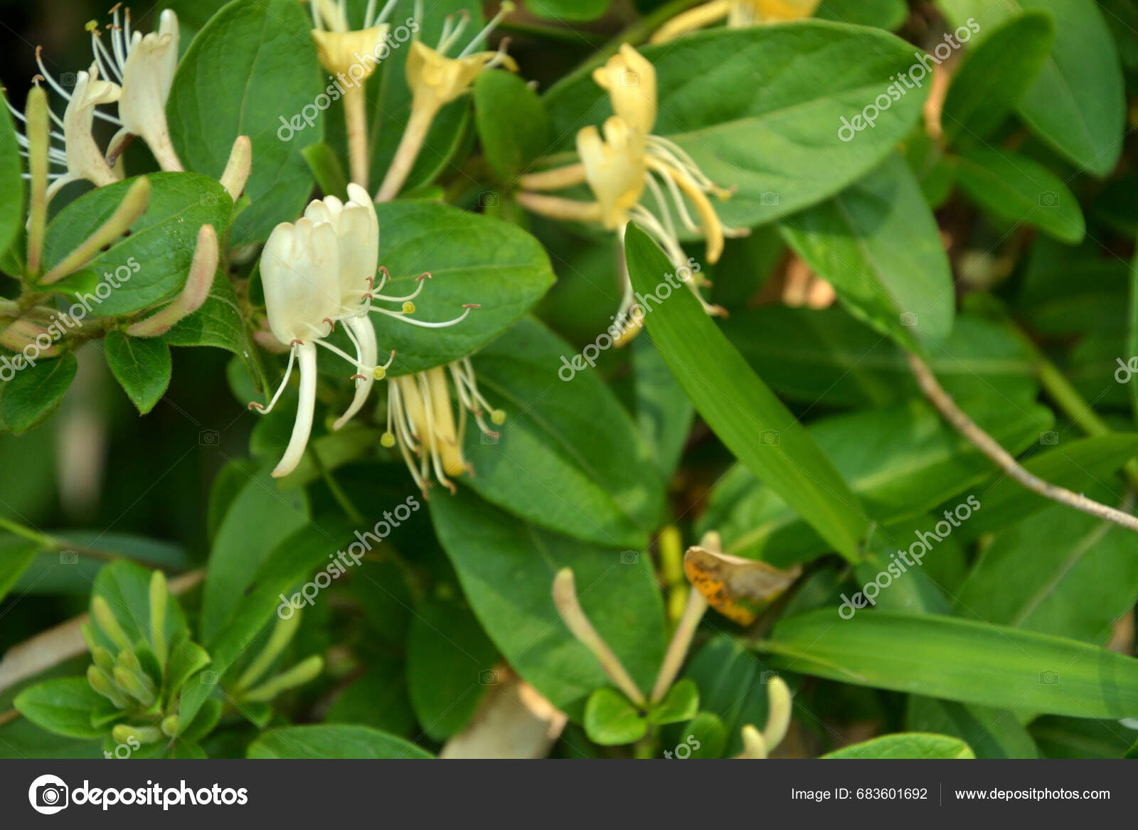 Close Flower Plant — Stock Photo © Paylessimages #683601692