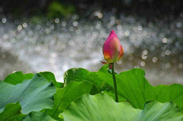 Lotus flower waterfall Stock Photos, Royalty Free Lotus flower ...