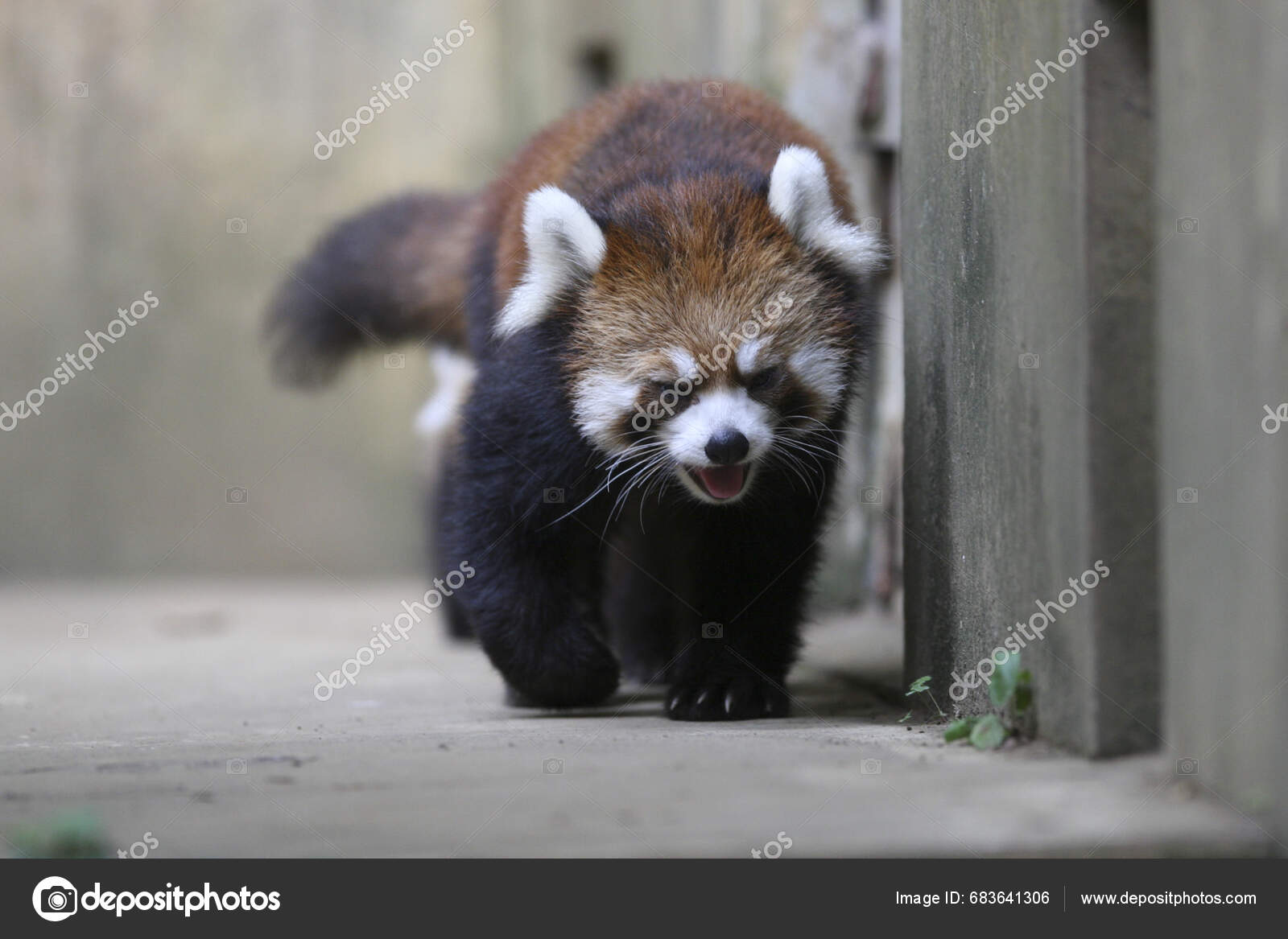 Red Panda Zoo Japan — Stock Photo © Paylessimages #683641306