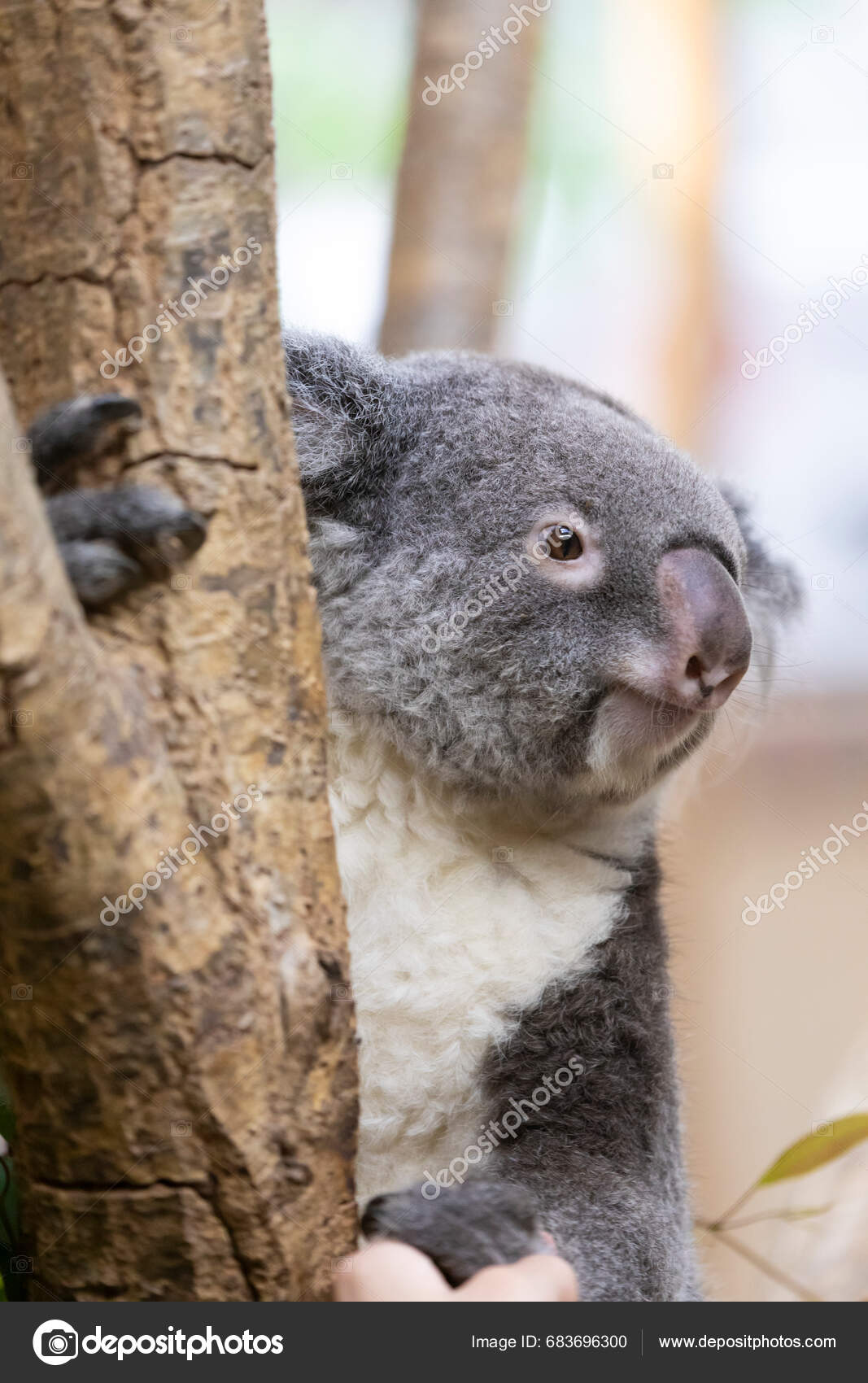 Grey Koala Sitting Tree Zoo — Stock Photo © Paylessimages #683696300