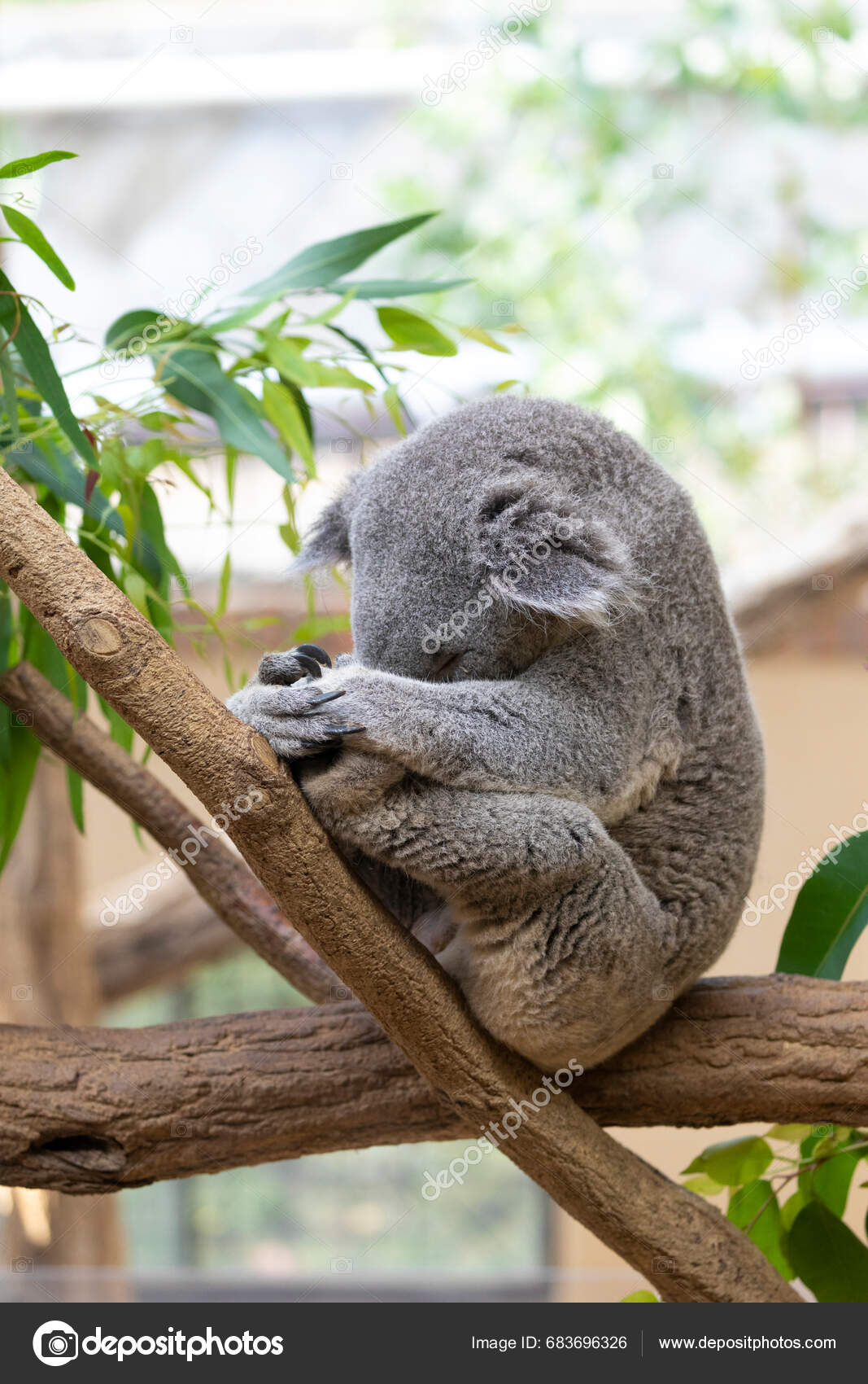 Grey Koala Sitting Tree Zoo — Stock Photo © Paylessimages #683696326