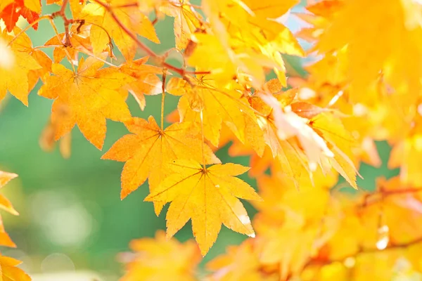 autumn maple tree in japan - Stock Image - Everypixel
