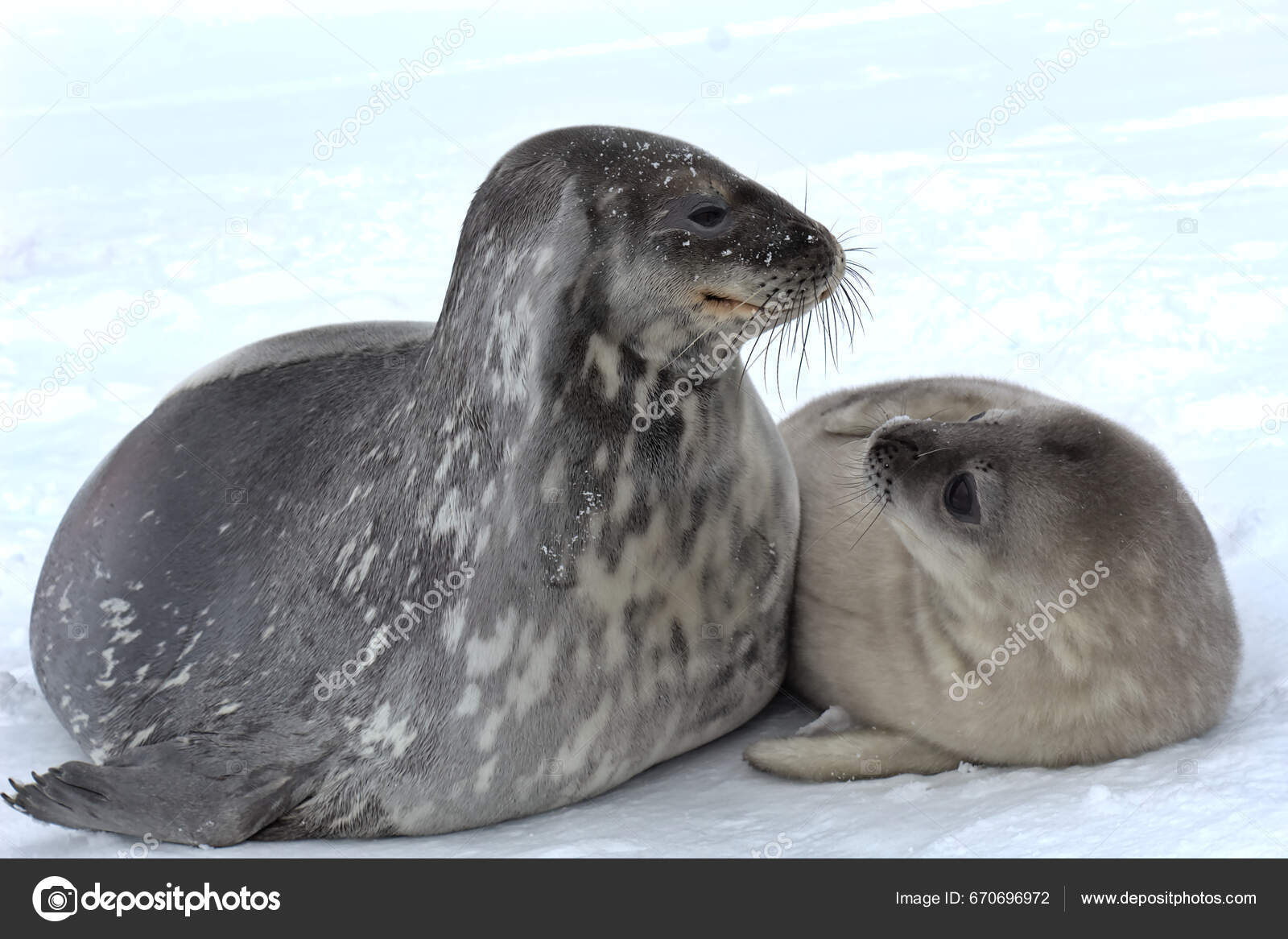 Weddel Seals Antarctica — Stock Photo © Albom85 #670696972