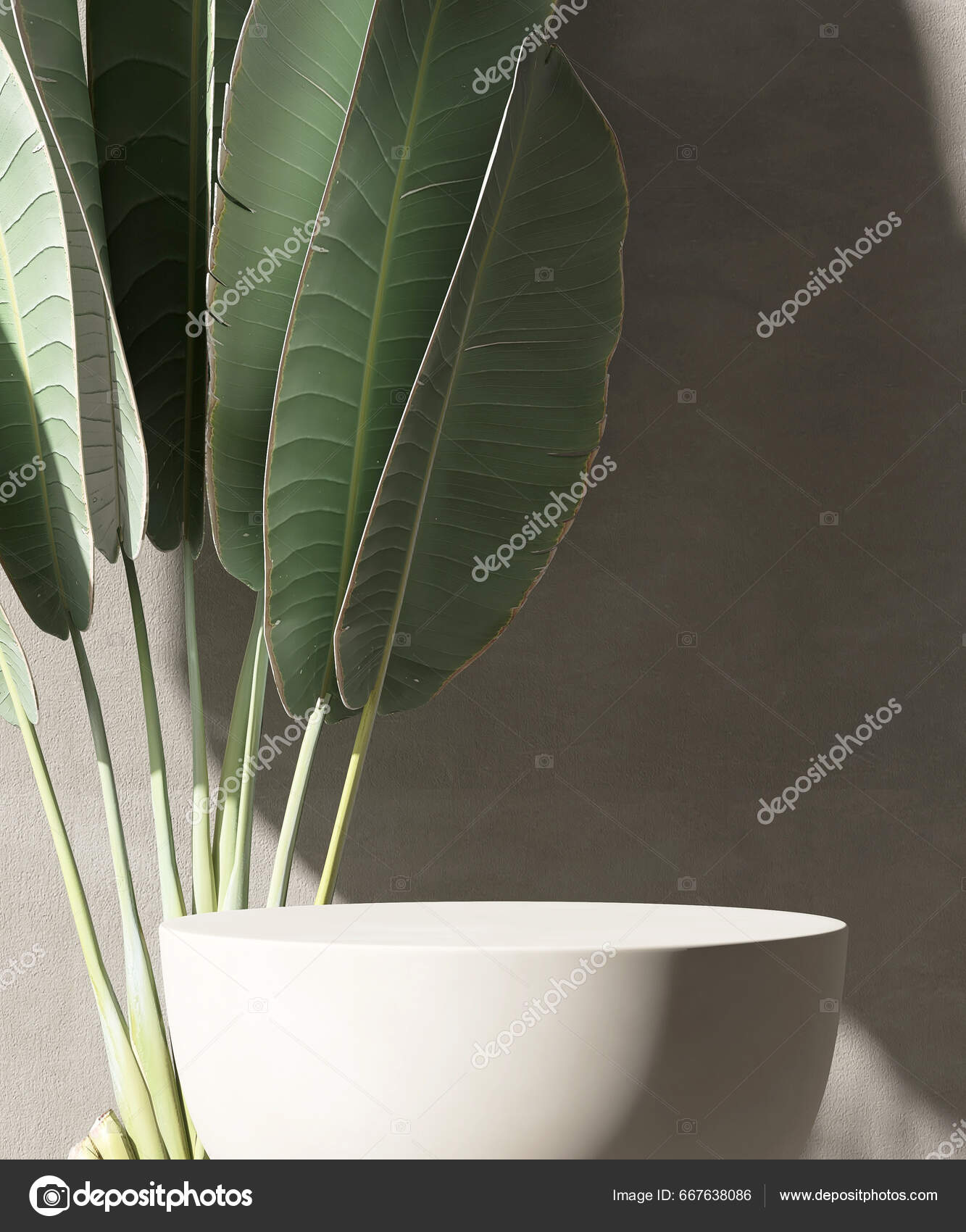Minimal Modern Matte White Stone Podium Tropical Banana Tree Sunlight ...