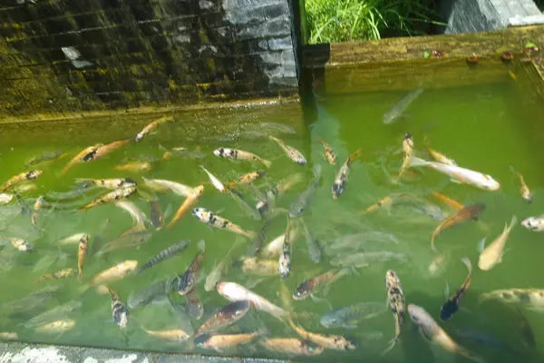 Pisciculture images libres de droit, photos de Pisciculture | Depositphotos